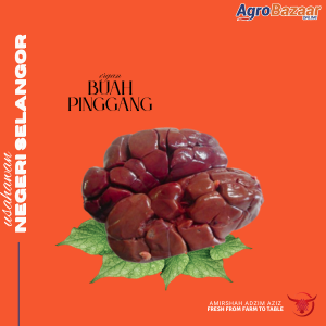 BUAH PINGGANG LEMBU SEGAR