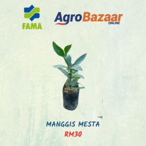POKOK MANGGIS MESTA