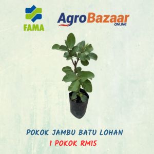POKOK JAMBU BATU LOHAN