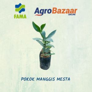 Anak Pokok Manggis Mesta
