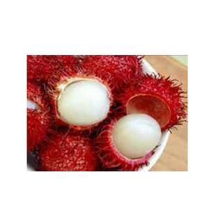 Anak Pokok Rambutan R100 Tiada Biji Nephelium lappaceum Seedless