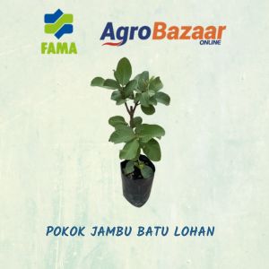 Anak Pokok Jambu Lohan