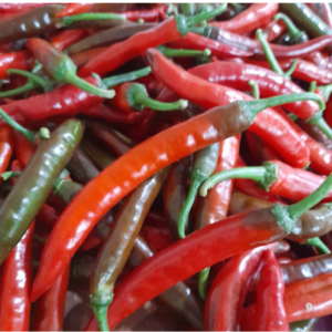 CILI BESAR SAKATA 461