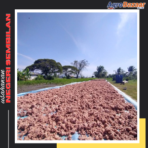 BELACAN MADU PERLIS | AgroBazaar