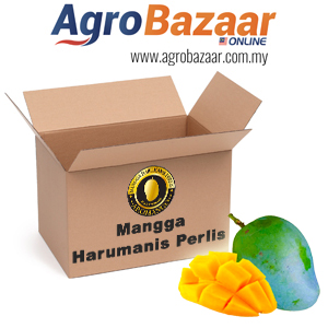 MANGGA HARUMANIS PERLIS